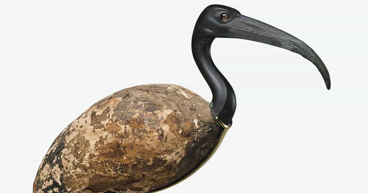 The mystery of the millions of mummified ibis in ancient Egypt