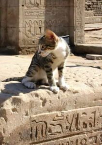 Amazing Photos of Cats Exploring Ancient Egypt