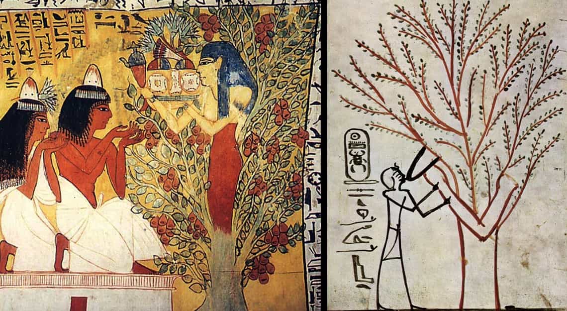 The Tree of Life in Ancient Egyptian Tradition